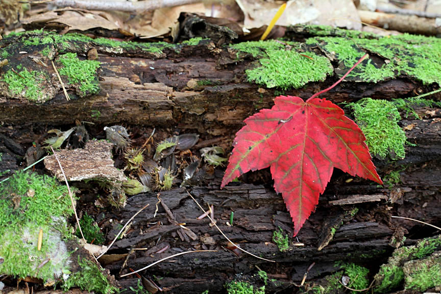 red-maple-leaf-img_6525 – A Dash of Sunny